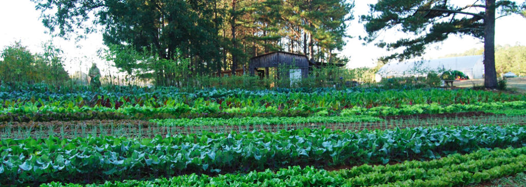 The Evolution of Agrihoods - Terrapin Bright Green